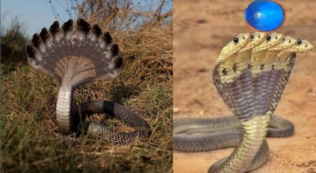 क्या 10 फन, उड़ने वाले, मणिधर और इच्छाधारी सांप होते हैं? जानें रहस्य